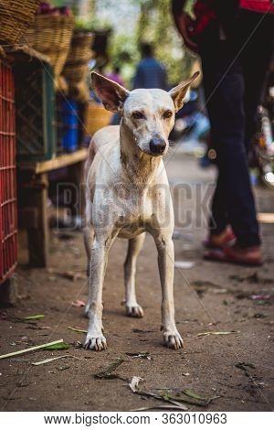 Cute White Color Dog Image & Photo (Free Trial) | Bigstock