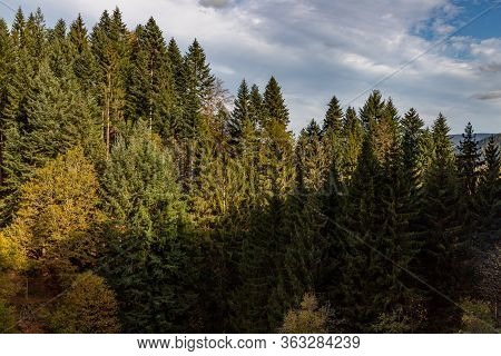 Pine Trees Black Image & Photo (Free Trial) | Bigstock