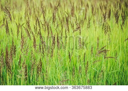 Fluffy Bushes Grass Image & Photo (Free Trial) | Bigstock