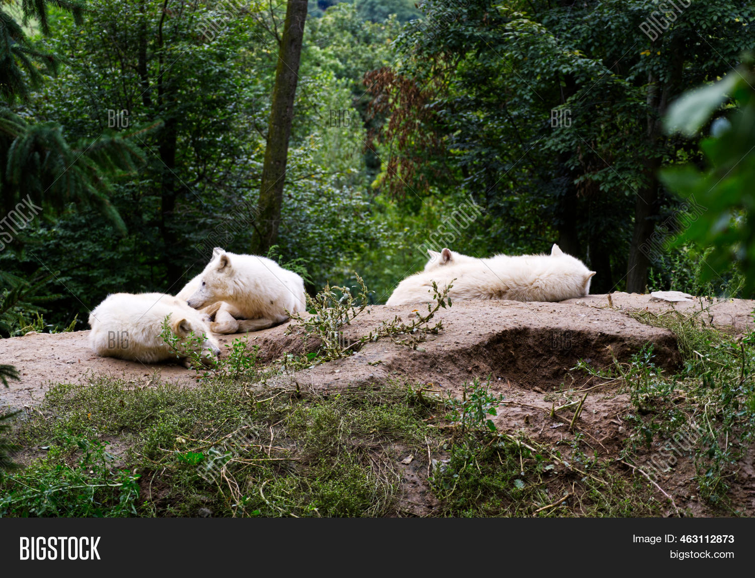 White Wolf Pack Lying Image & Photo (Free Trial) | Bigstock