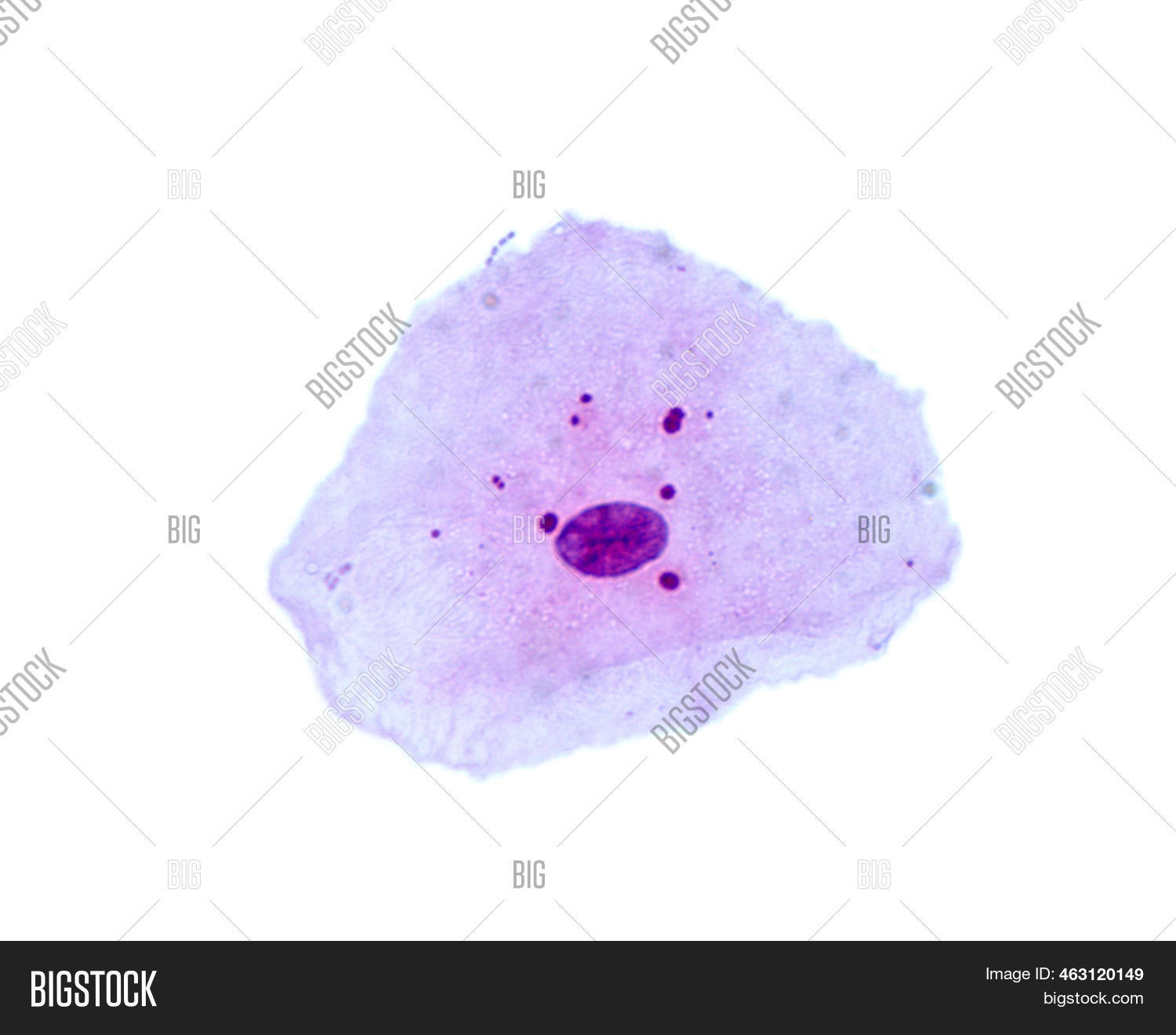 Buccal Smear Showing Image & Photo (Free Trial) | Bigstock