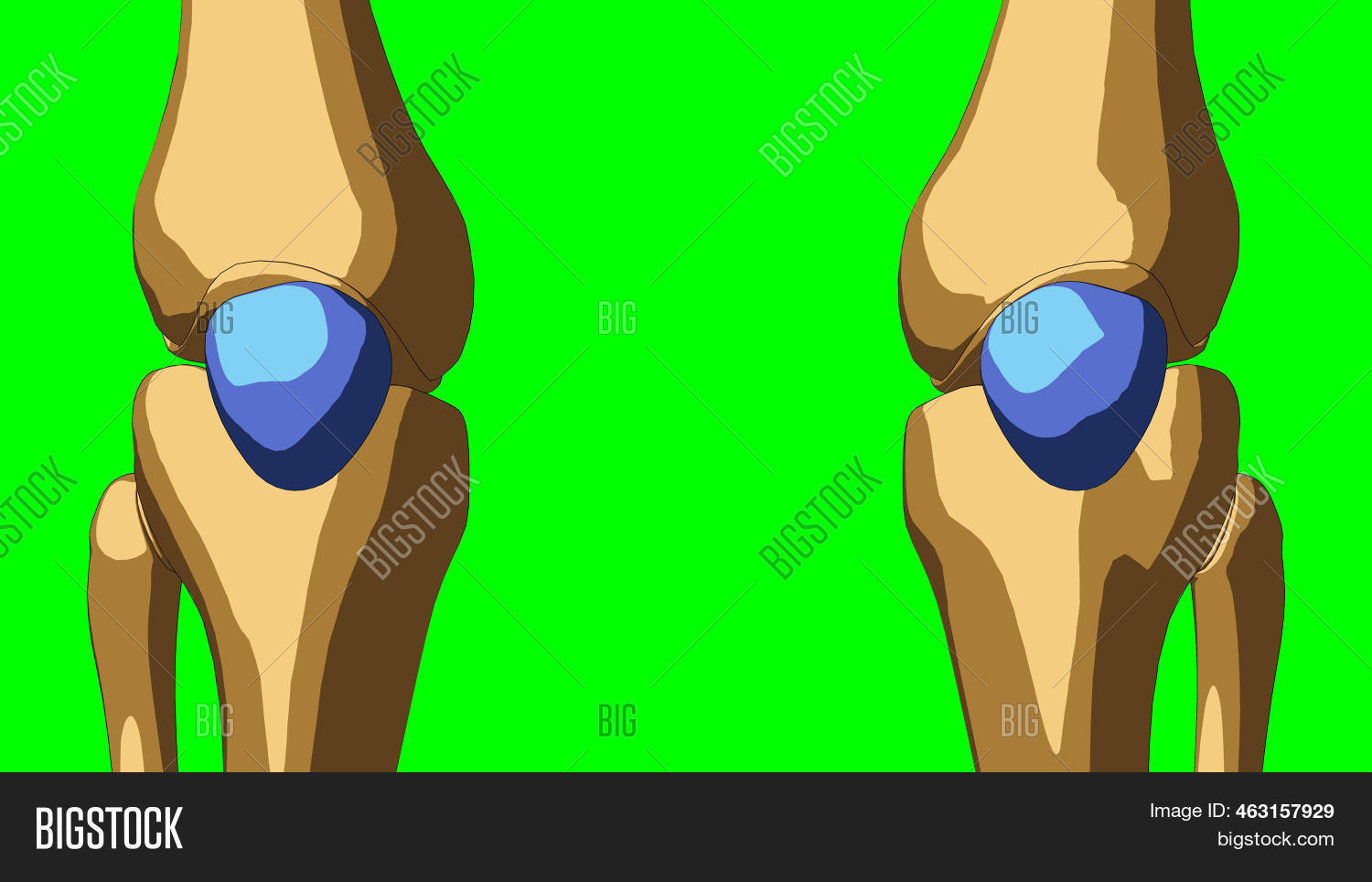 Human Skeleton Patella Image & Photo (Free Trial) | Bigstock