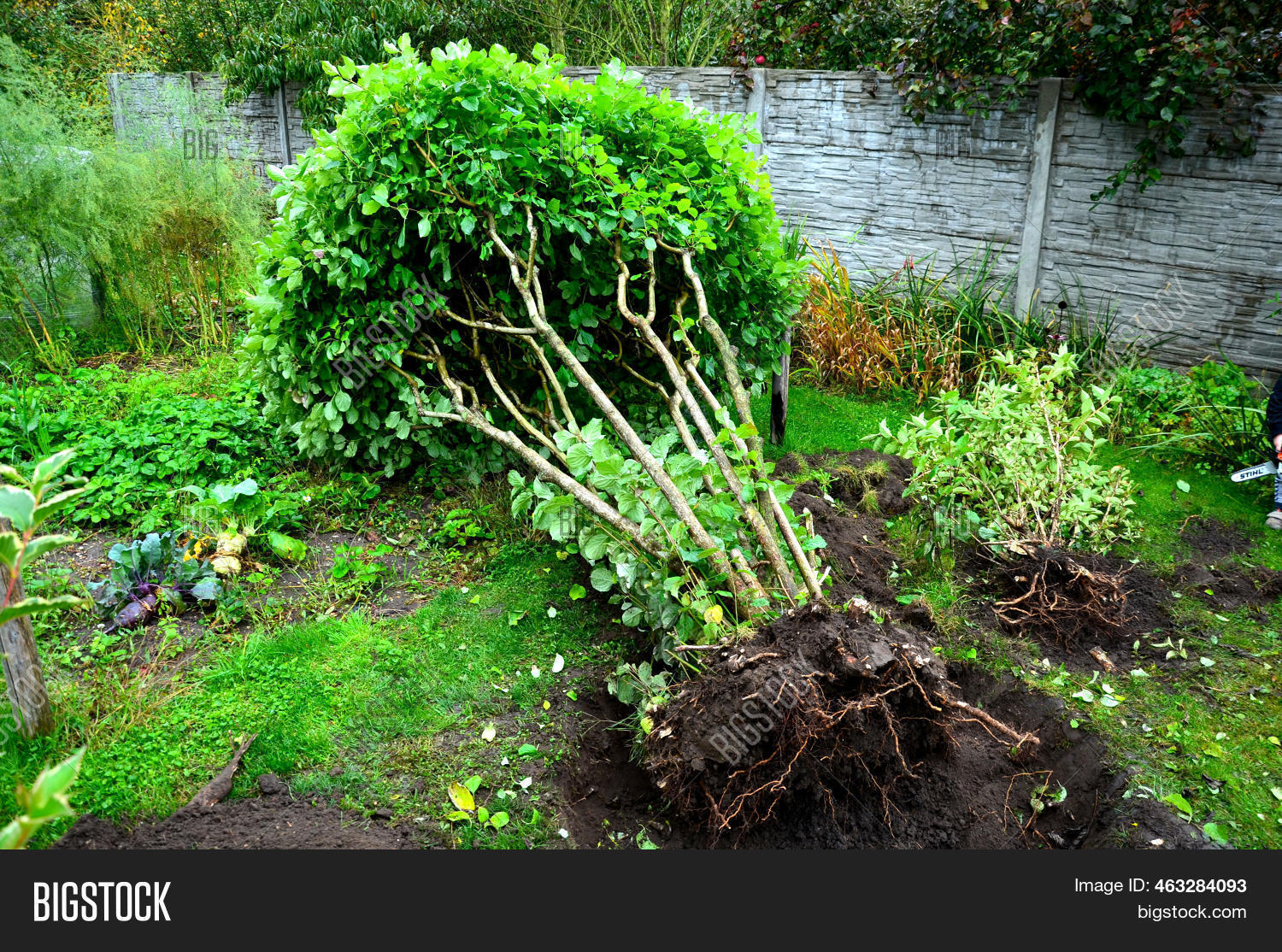 Accident Woods Fell Image & Photo (Free Trial) | Bigstock