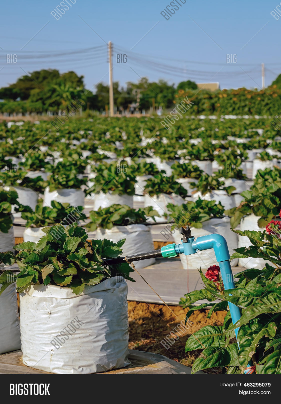 Valves Drip Irrigation Image & Photo (Free Trial) | Bigstock