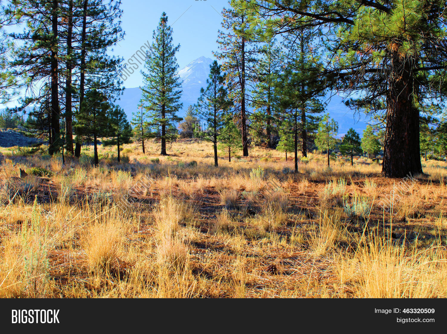 Arid Grasslands Image & Photo (Free Trial) | Bigstock