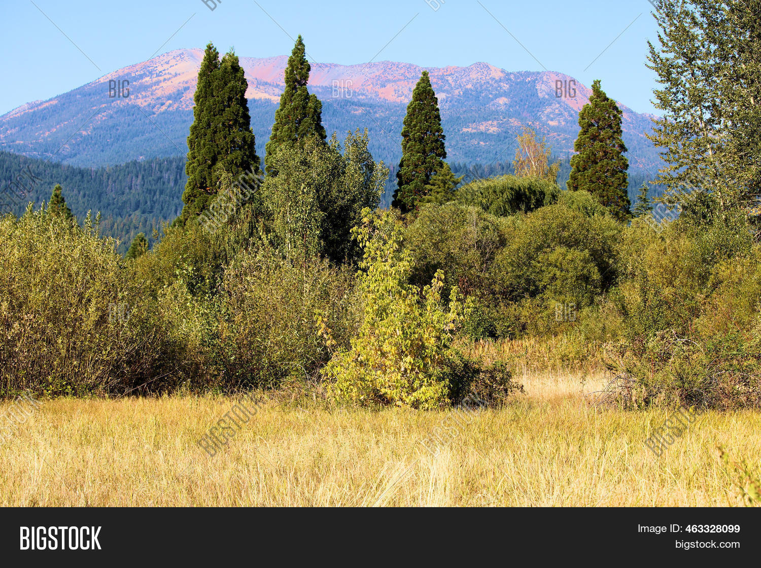 Alpine Meadow Image & Photo (Free Trial) | Bigstock