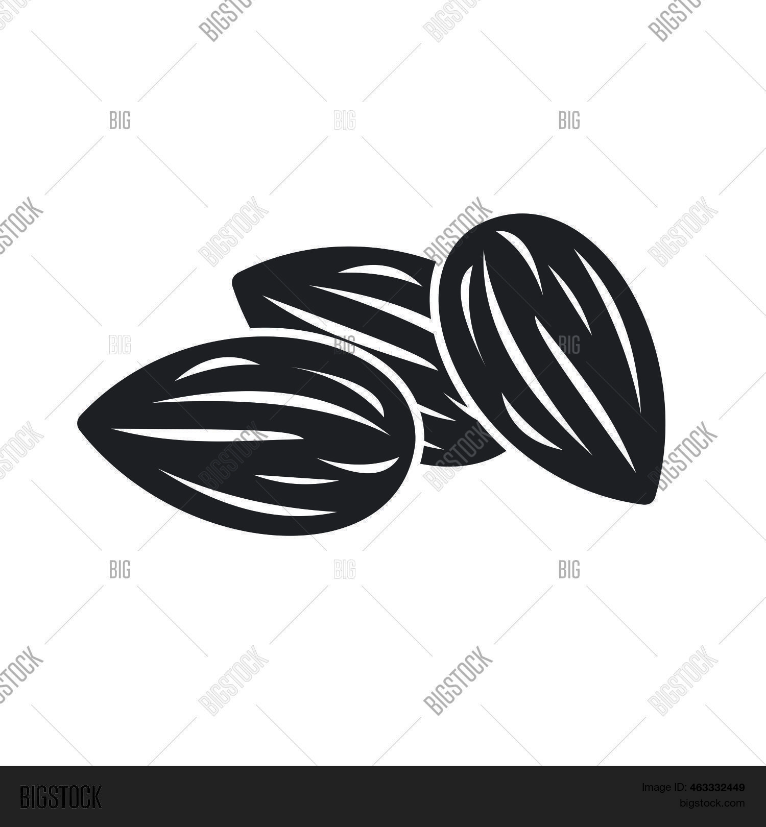 Almond Icon Template Vector & Photo (Free Trial) | Bigstock