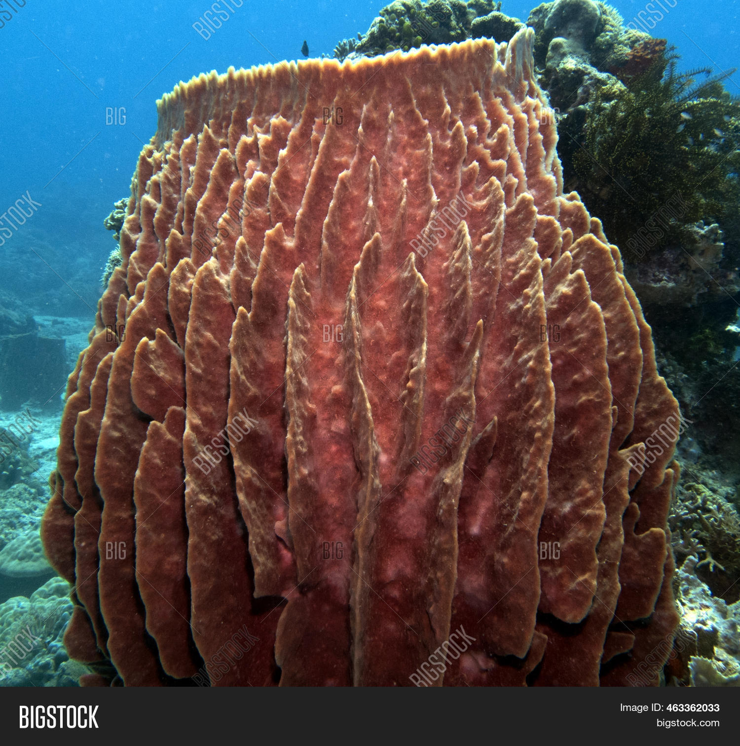 Giant Barrel Sponge Image & Photo (Free Trial) | Bigstock