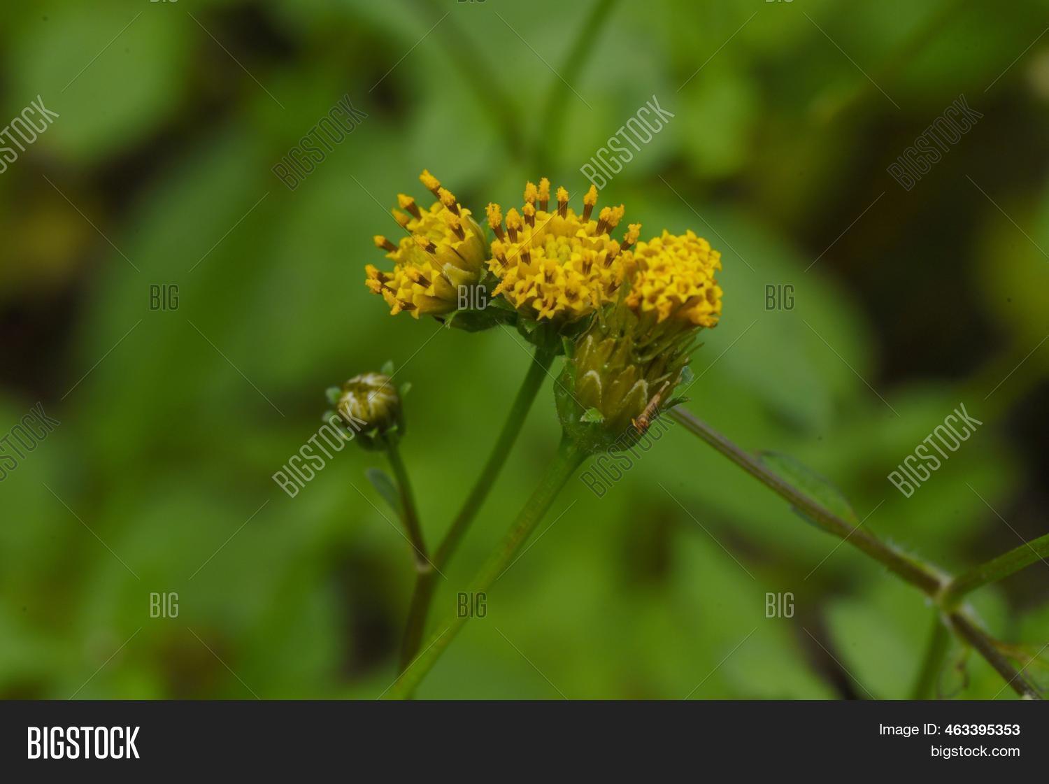 Insects Flock Nectar Image & Photo (Free Trial) | Bigstock