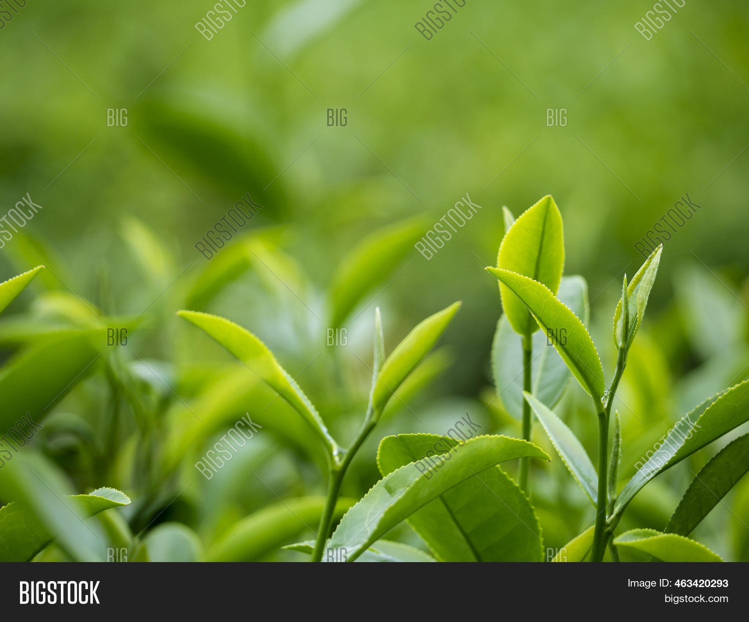 Green Tea Tree Leaves Image & Photo (Free Trial) | Bigstock