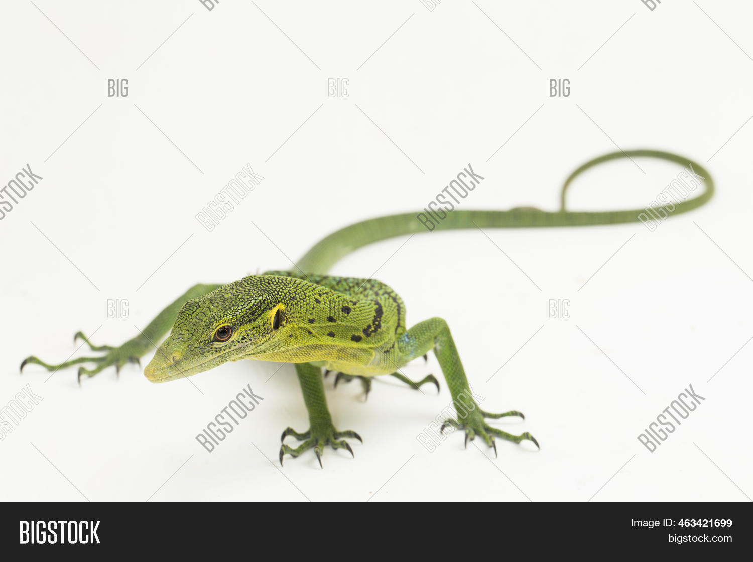 Emerald Green Tree Image & Photo (Free Trial) | Bigstock