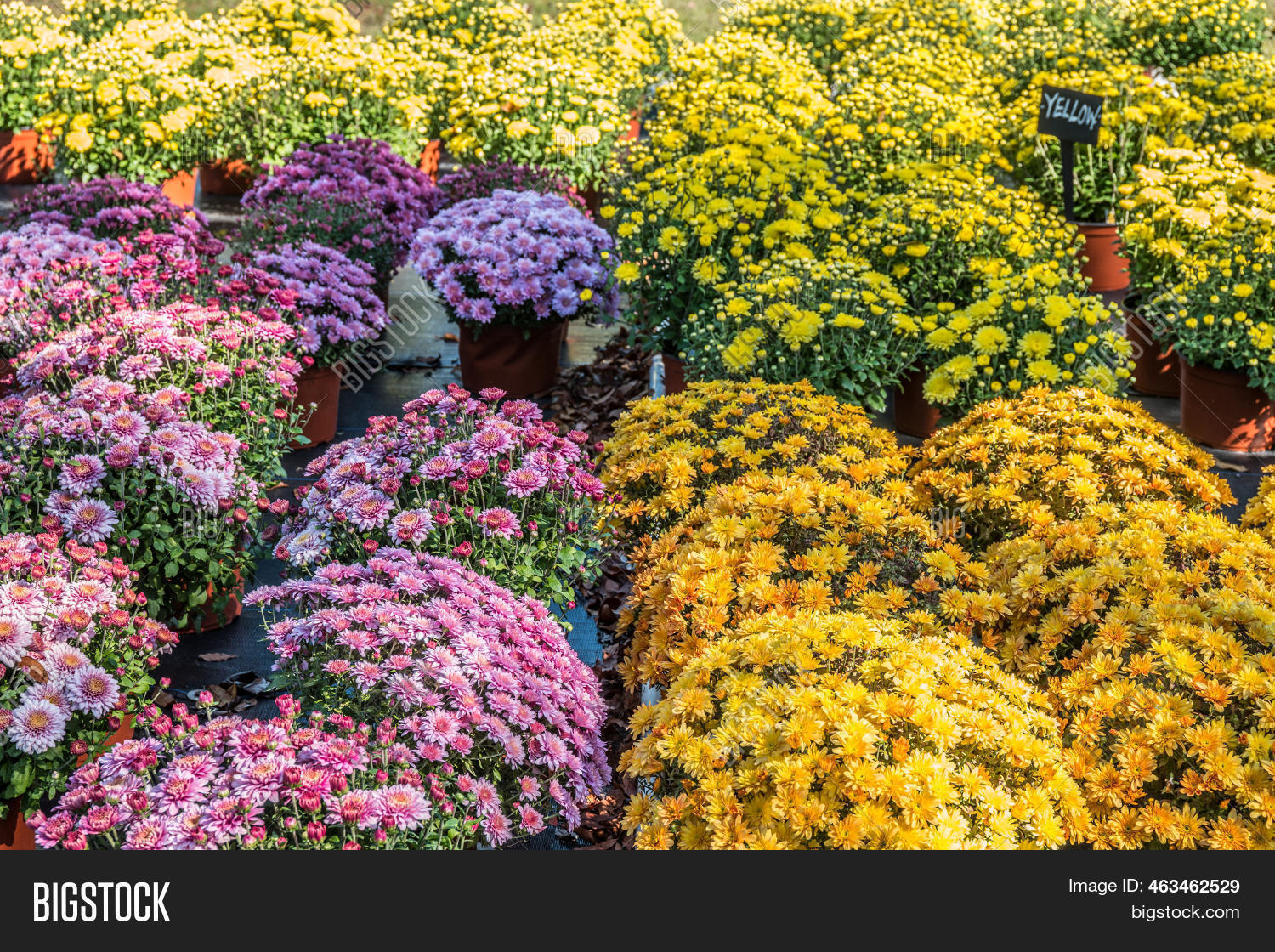 Mums All Sizes Colors Image & Photo (Free Trial) | Bigstock