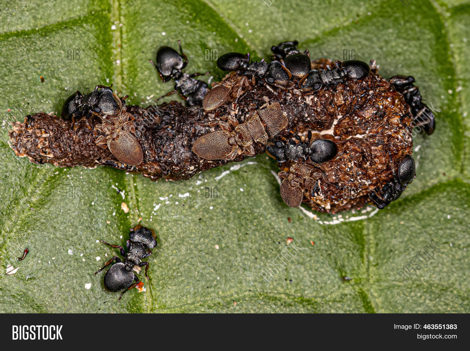 Adult Turtle Ants Image & Photo (Free Trial) | Bigstock