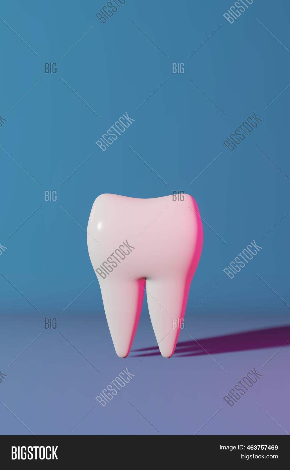 White Healthy Molar Image & Photo (Free Trial) | Bigstock