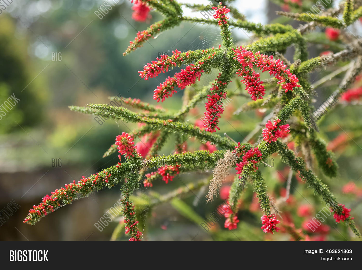 Branches Calothamnus Image & Photo (Free Trial) | Bigstock