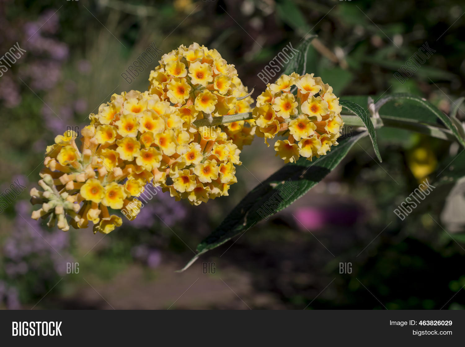 Yellow Buddleja Image & Photo (Free Trial) | Bigstock
