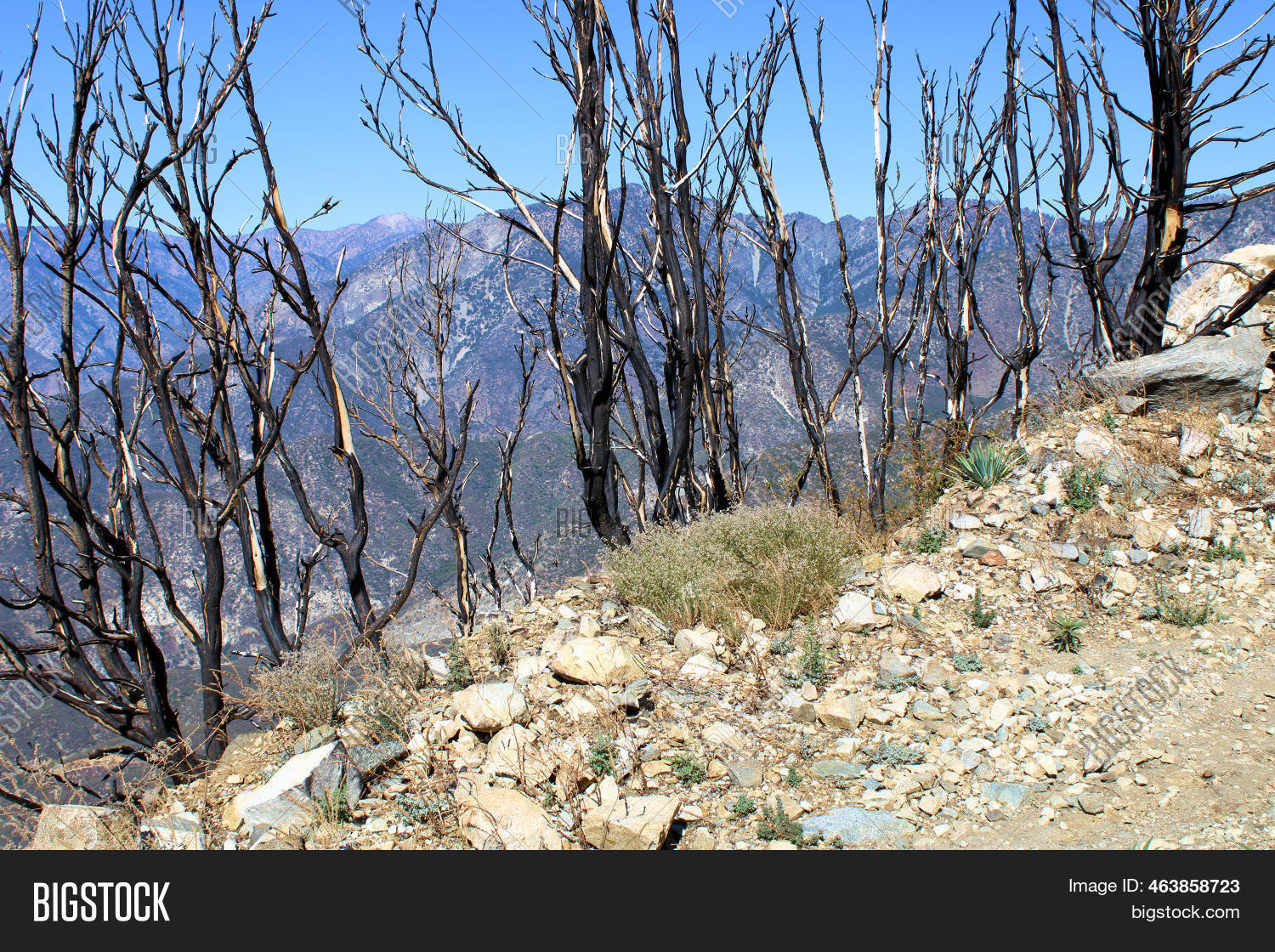 Burnt Chaparral Plants Image & Photo (Free Trial) | Bigstock