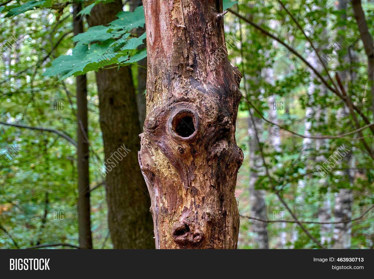 Ugly Tree Holes Forest Image & Photo (Free Trial) | Bigstock