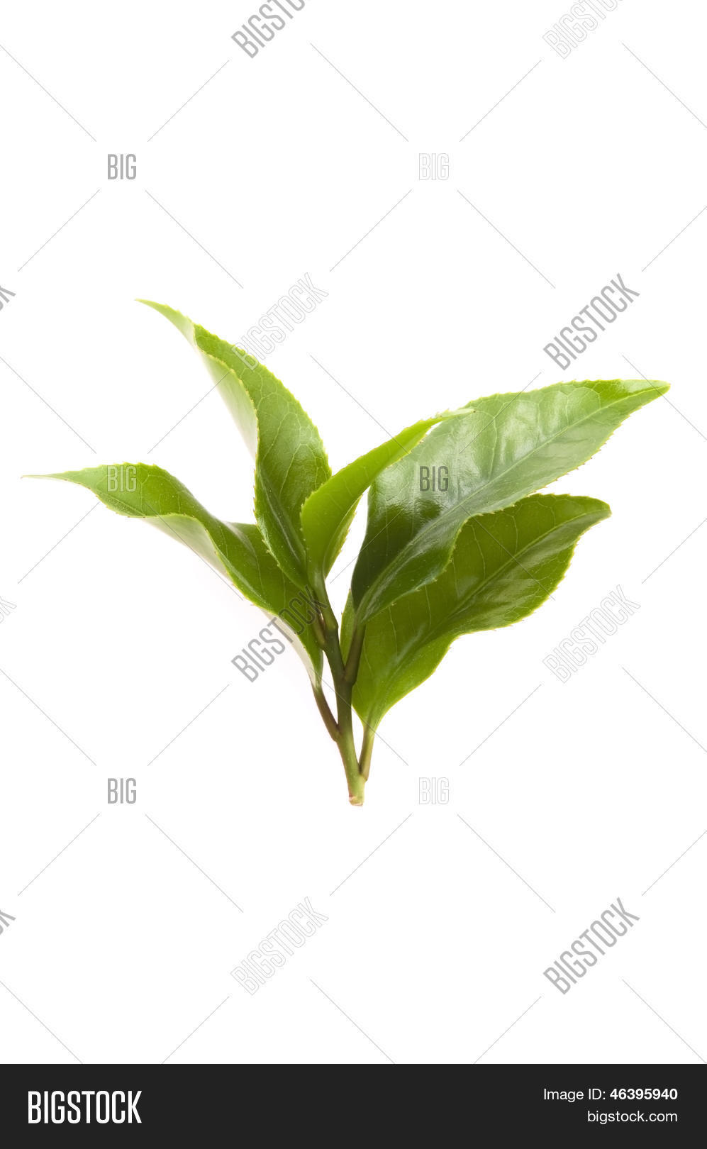 Fresh Tea Leaves Image & Photo (Free Trial) | Bigstock