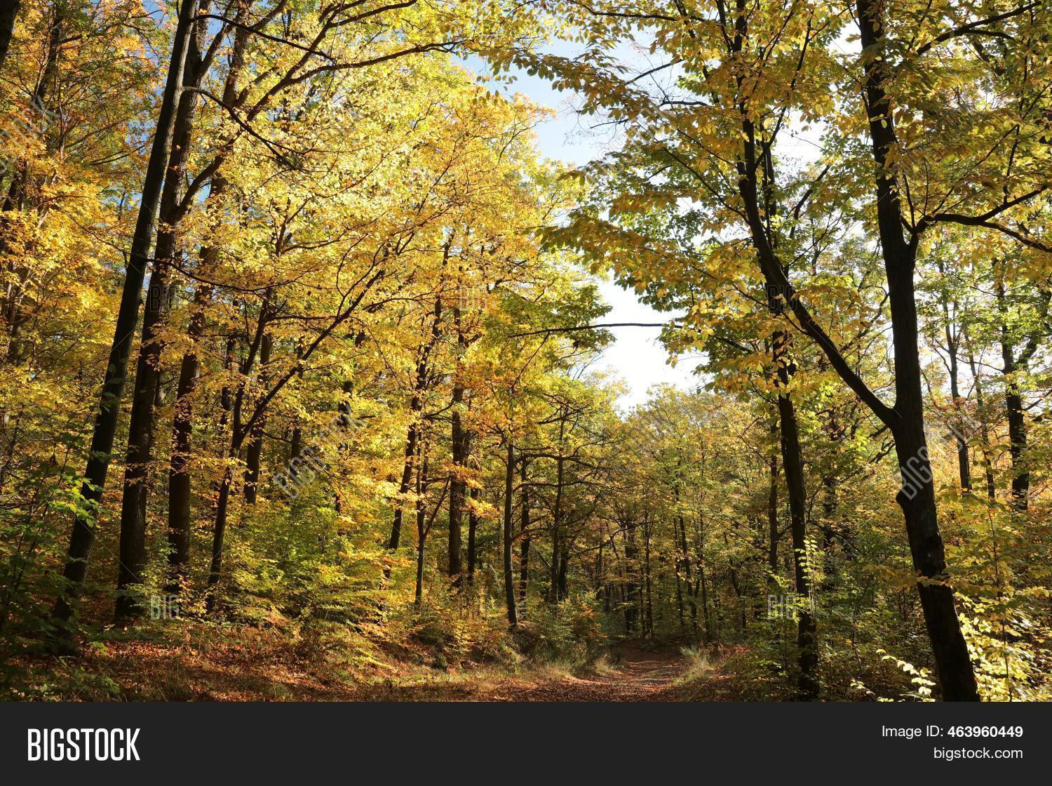 Autumn Forest Image & Photo (Free Trial) | Bigstock