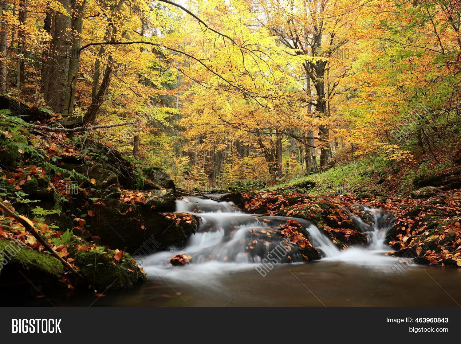 Forest Stream Nature Image & Photo (Free Trial) | Bigstock