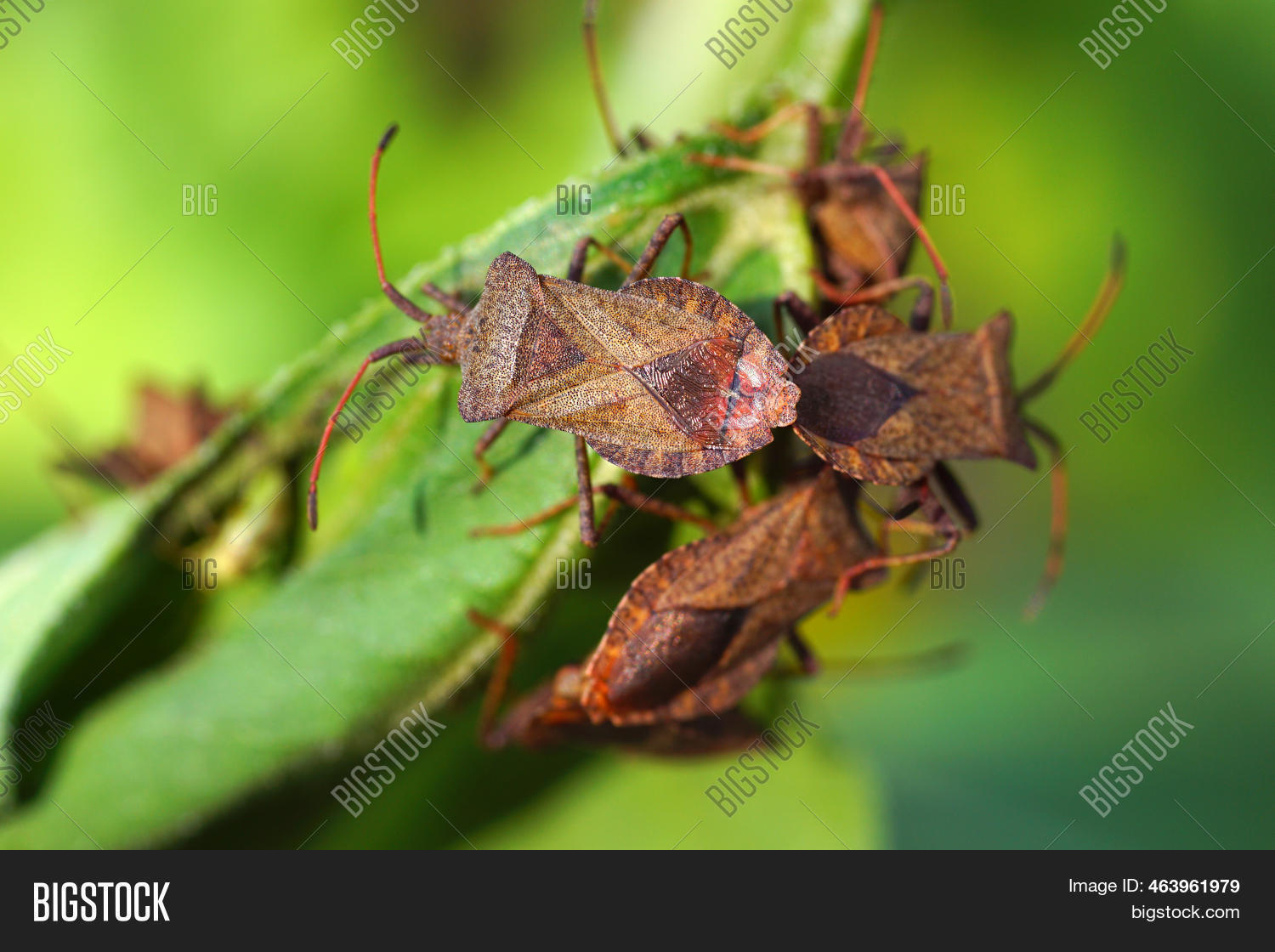 Alien Invasive Insect Image & Photo (Free Trial) | Bigstock