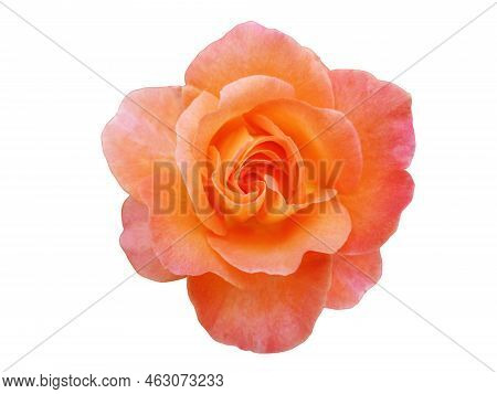 Coral Rose Isolated Image & Photo (Free Trial) | Bigstock