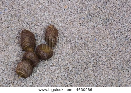 Cat Poop Litter Box Image & Photo (Free Trial) | Bigstock