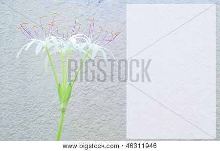 Thai Lily Image & Photo (Free Trial) | Bigstock