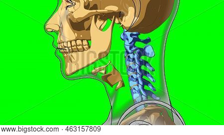 Human Skeleton Image & Photo (Free Trial) | Bigstock