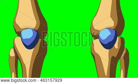 Human Skeleton Patella Image & Photo (Free Trial) | Bigstock