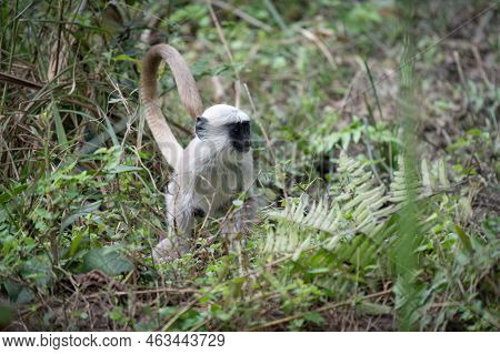 Baby Gray Langur Image & Photo (Free Trial) | Bigstock