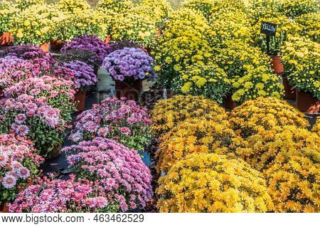 Mums All Sizes Colors Image & Photo (Free Trial) | Bigstock