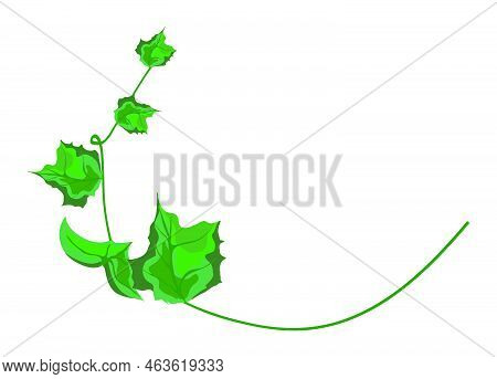 Pumpkin Stem Sprout Vector & Photo (Free Trial) | Bigstock