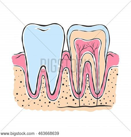Anatomy Tooth. Sketch Vector & Photo (Free Trial) | Bigstock