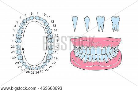 Human Tooth Jaw Vector & Photo (Free Trial) | Bigstock