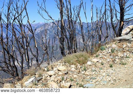 Burnt Chaparral Plants Image & Photo (Free Trial) | Bigstock