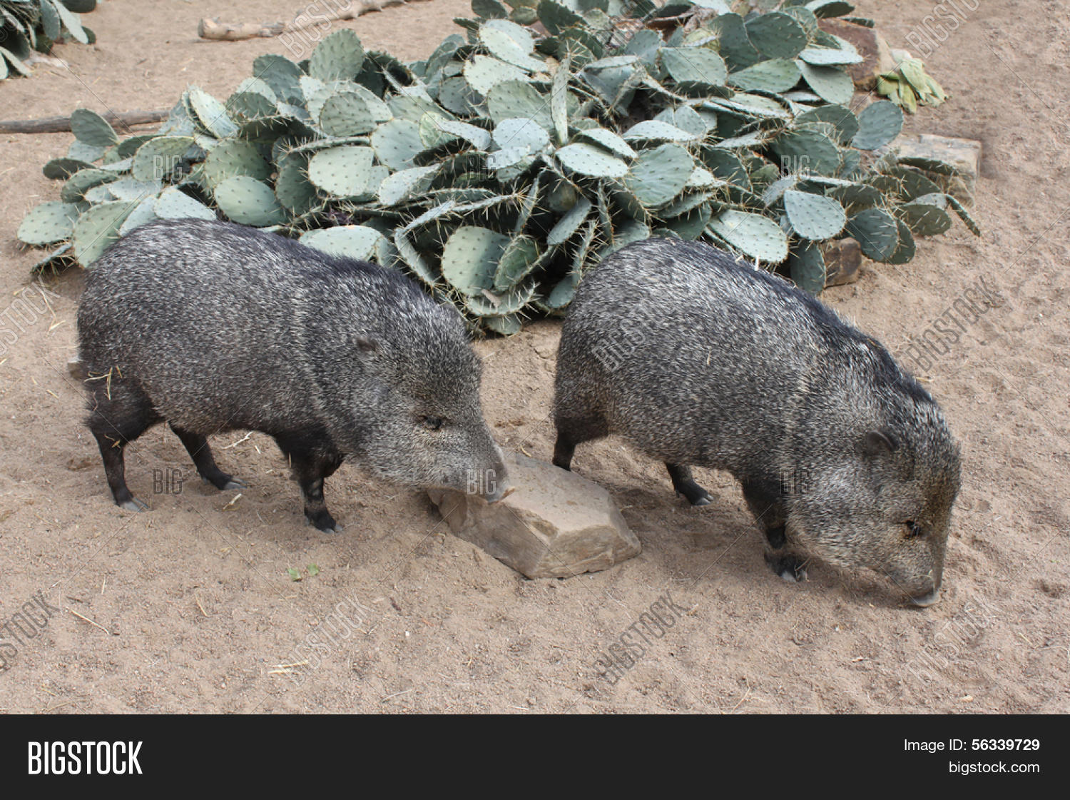 Collared Peccary Image & Photo (Free Trial) | Bigstock