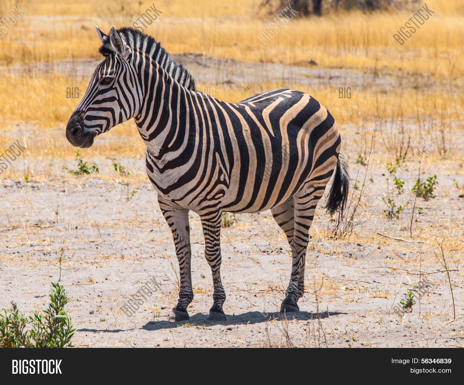 Beautiful Zebra Image & Photo (Free Trial) | Bigstock