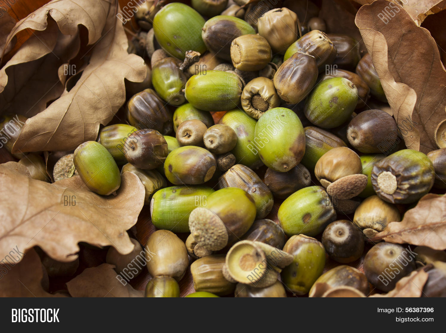 Oak Acorns Image & Photo (Free Trial) | Bigstock