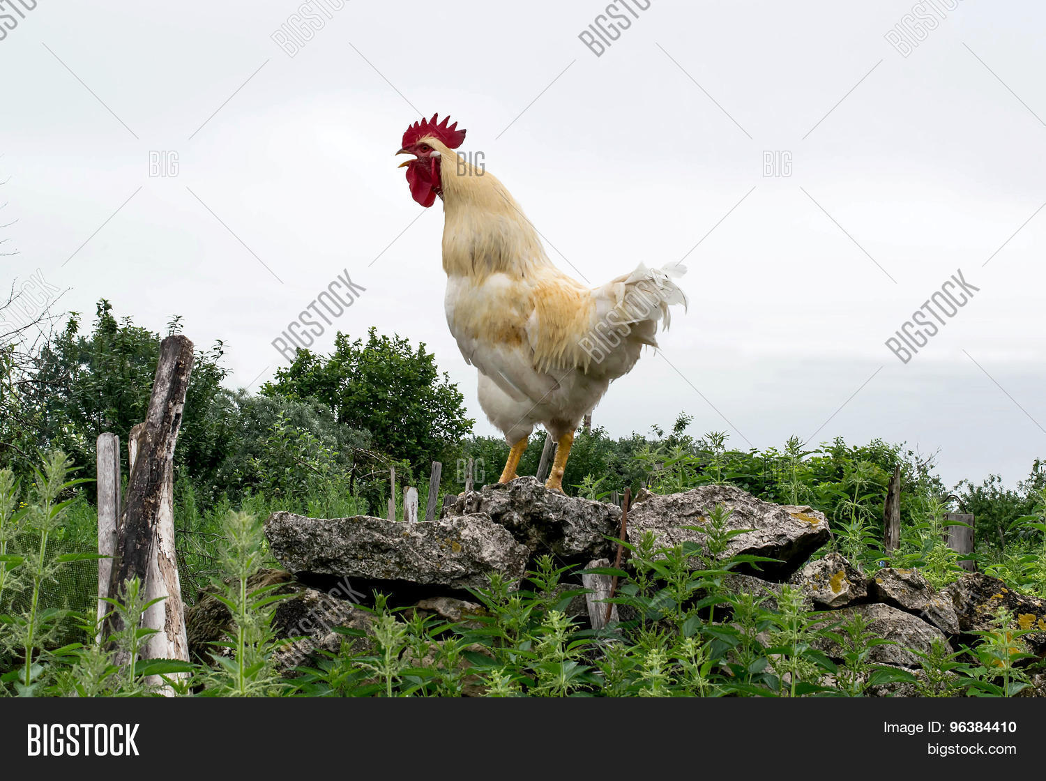 Singing White Rooster Image & Photo (Free Trial) | Bigstock