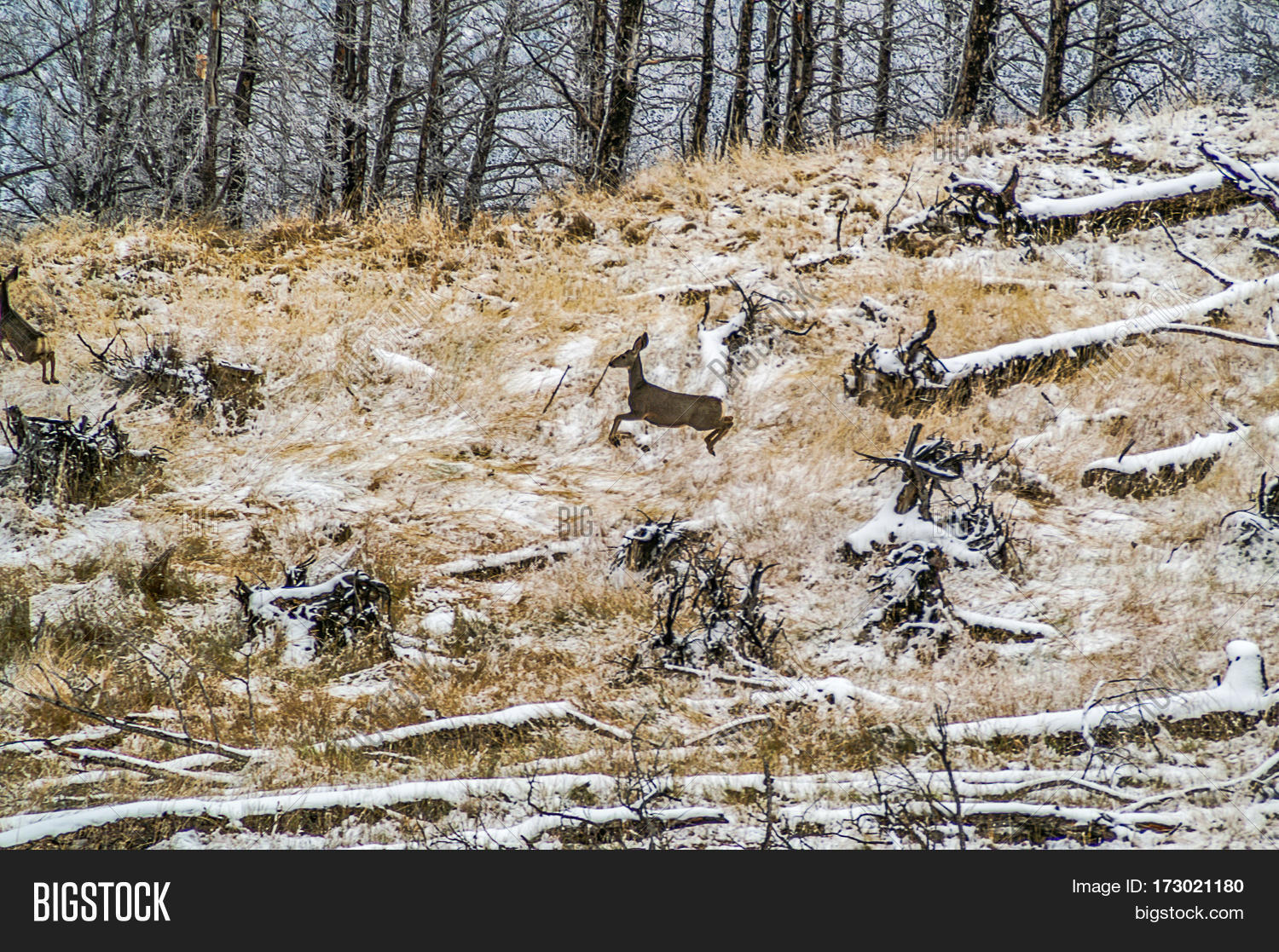 Mule Deer Bounding Image & Photo (Free Trial) | Bigstock