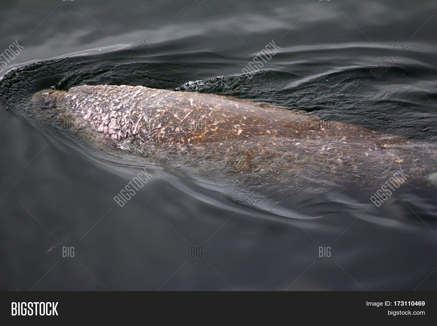 Atlantic Walrus ( Image & Photo (Free Trial) | Bigstock