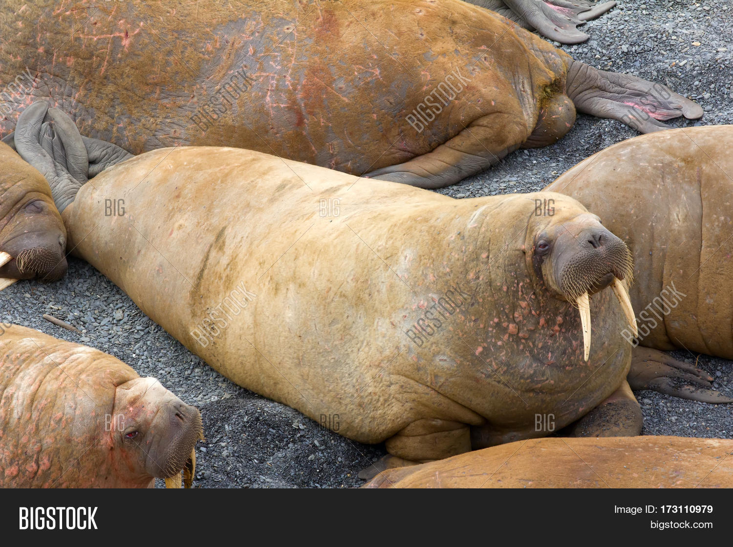 Life Atlantic Walruses Image & Photo (Free Trial) | Bigstock