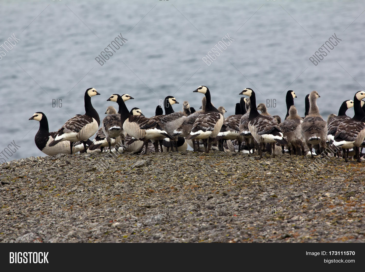 Barnacle Goose Chicks Image & Photo (Free Trial) | Bigstock