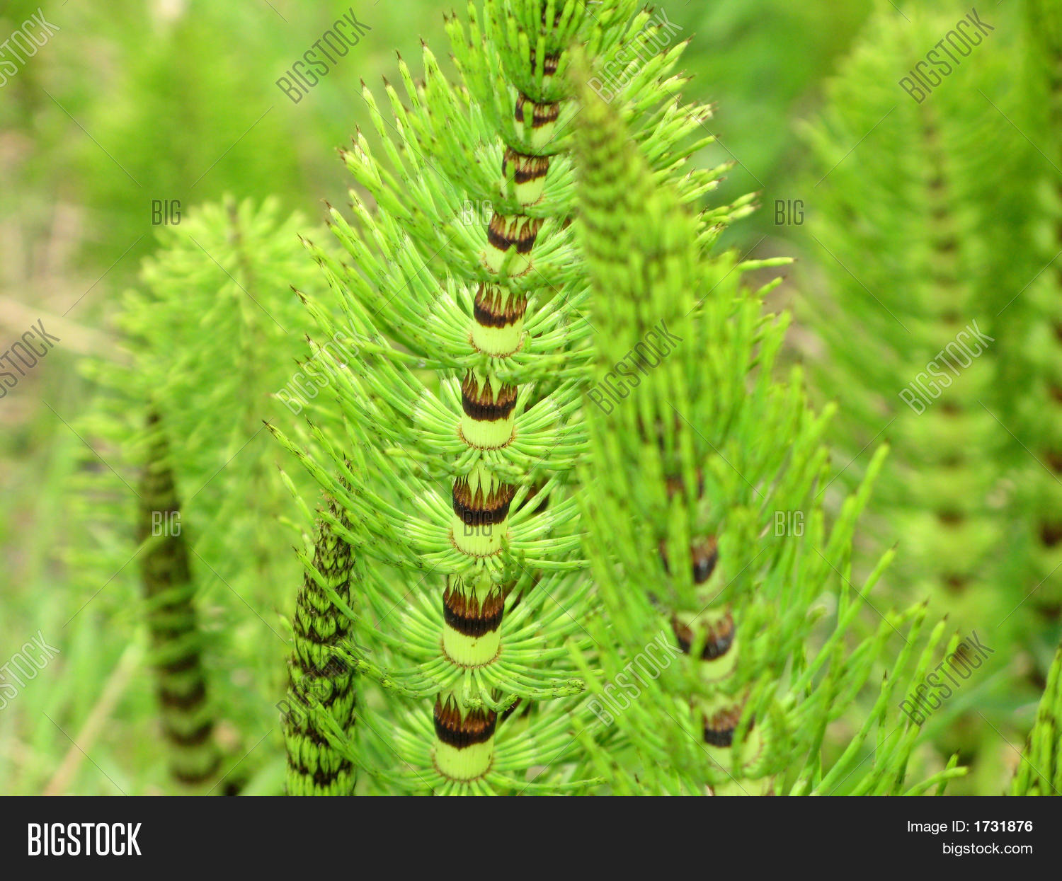 Imagen y foto Equisetos (prueba gratis) | Bigstock