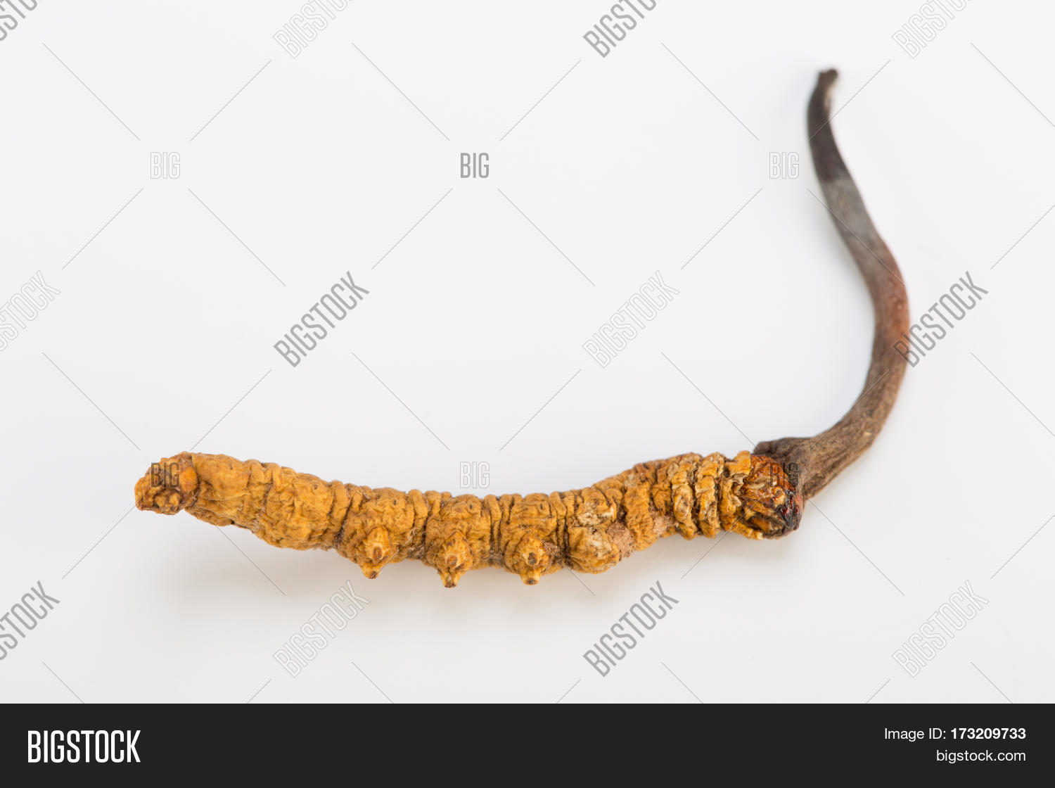 Yarsagumba Ingredient Image & Photo (Free Trial) | Bigstock