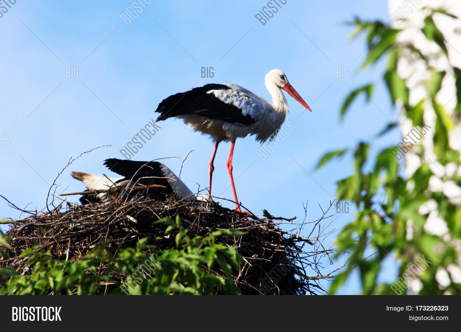 Storks Made Nest On Image & Photo (Free Trial) | Bigstock