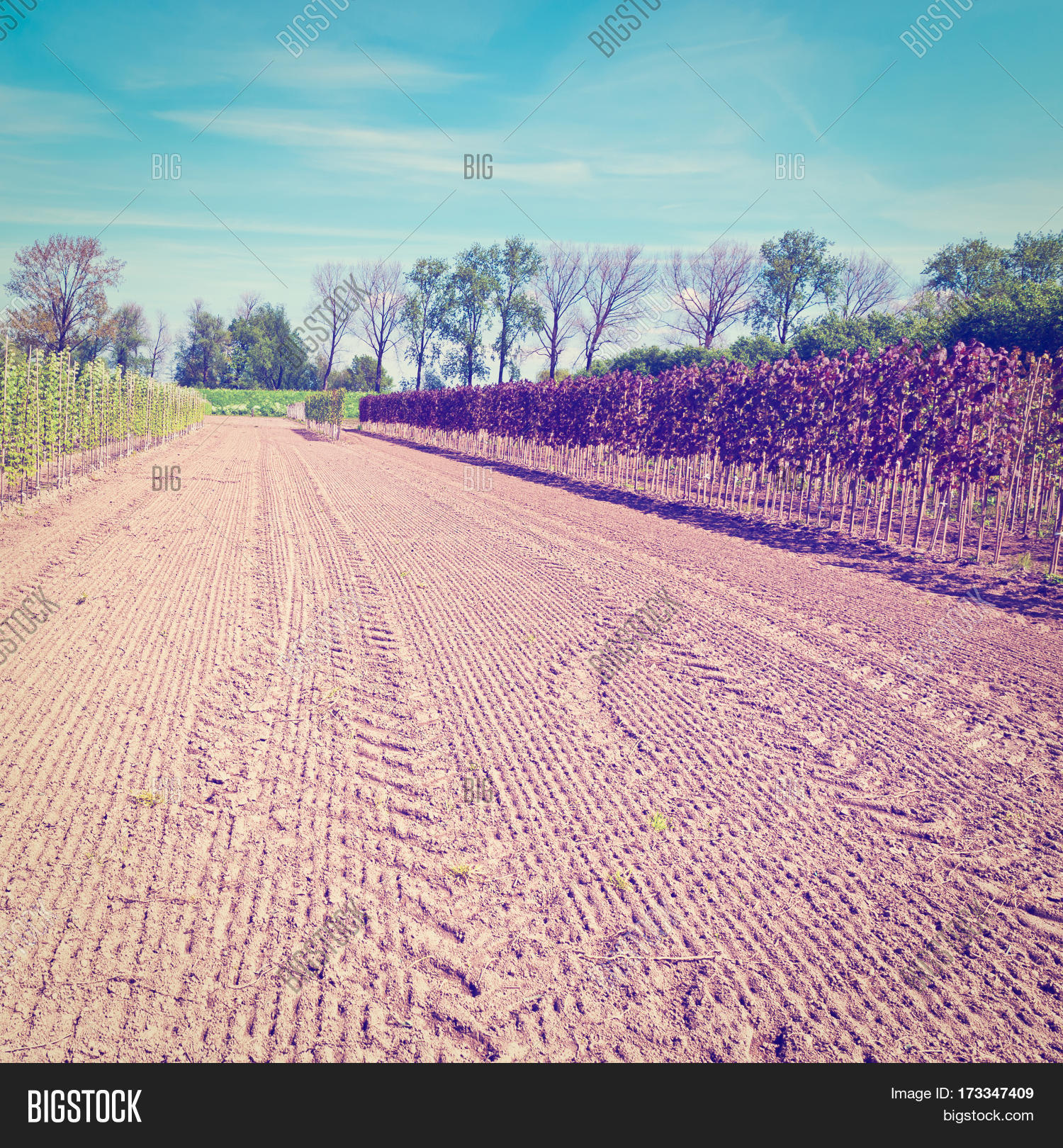 Bamboo Sticks Image & Photo (Free Trial) | Bigstock