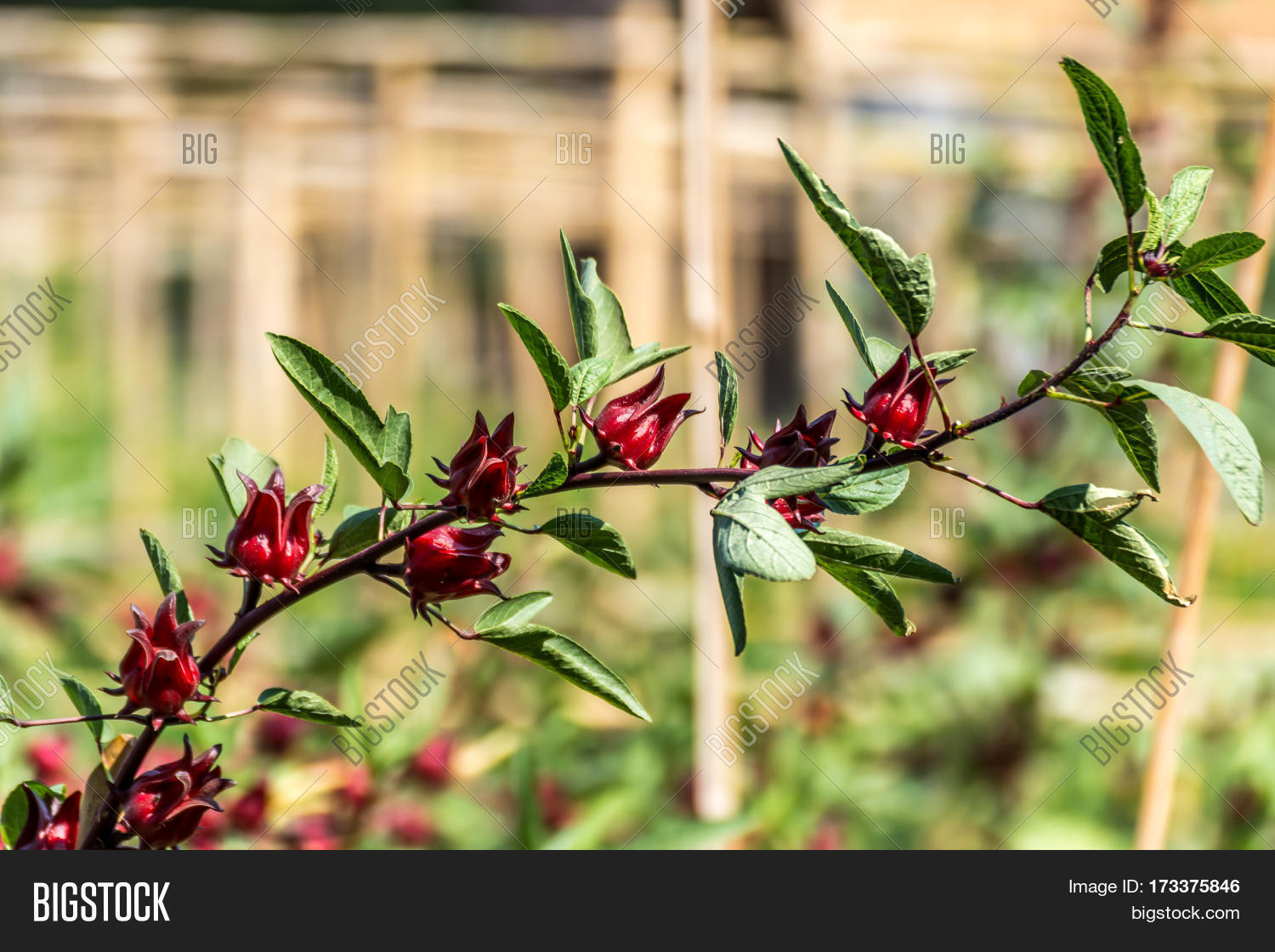 Roselle (plant) Image & Photo (Free Trial) | Bigstock